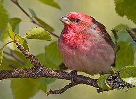 Common rosefinch (Carpodacus erythrinus)